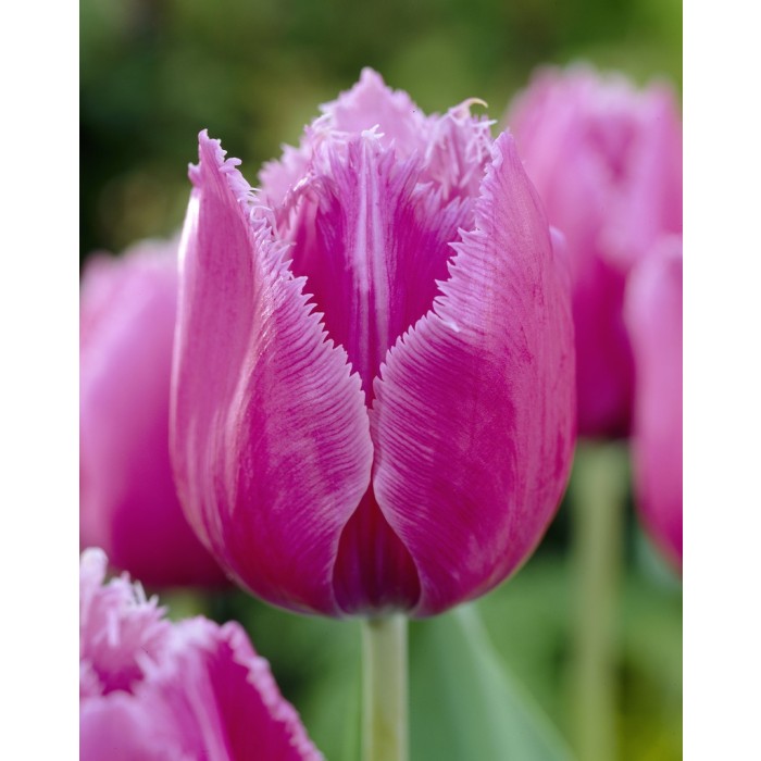 Tulip 'Louvre' - Pack of 12 Bulbs