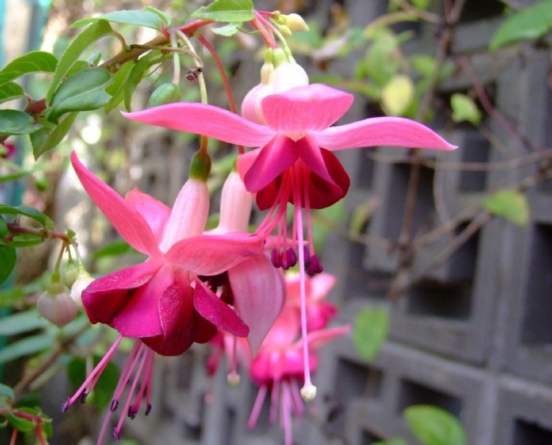 Pair of Fuchsia Tree Standards 'Paula Jane' - Gorgeous Patio Fuchsia Trees