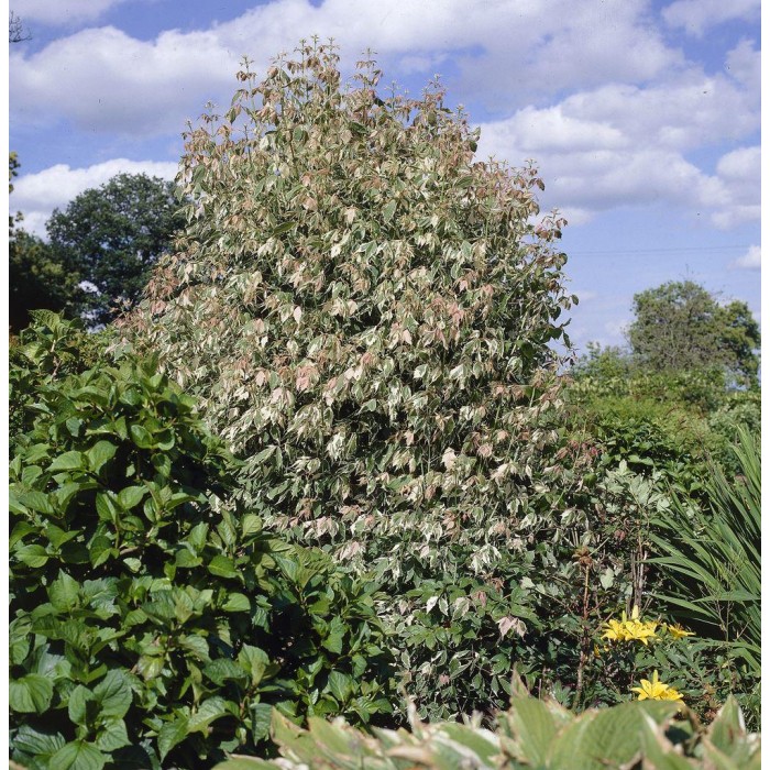 Acer Negundo Flamingo Tree