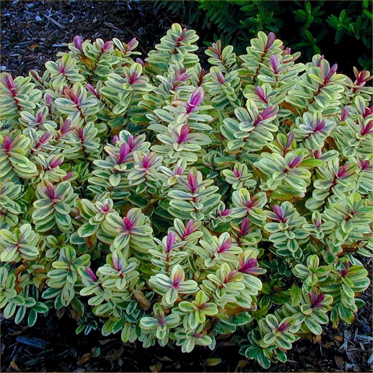 Hebes Collection - Selection of SIX Outstanding Hardy Evergreen Hebe Plants