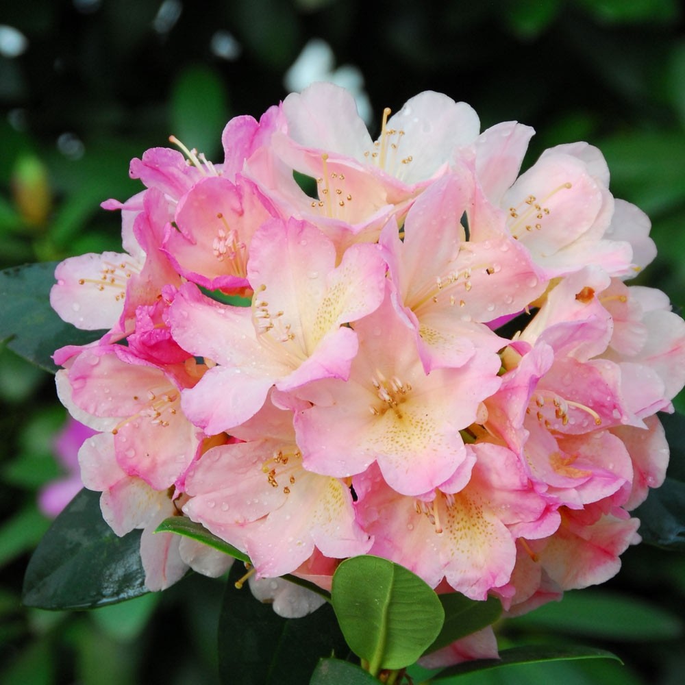 Rhododendron Percy Wiseman - LARGE
