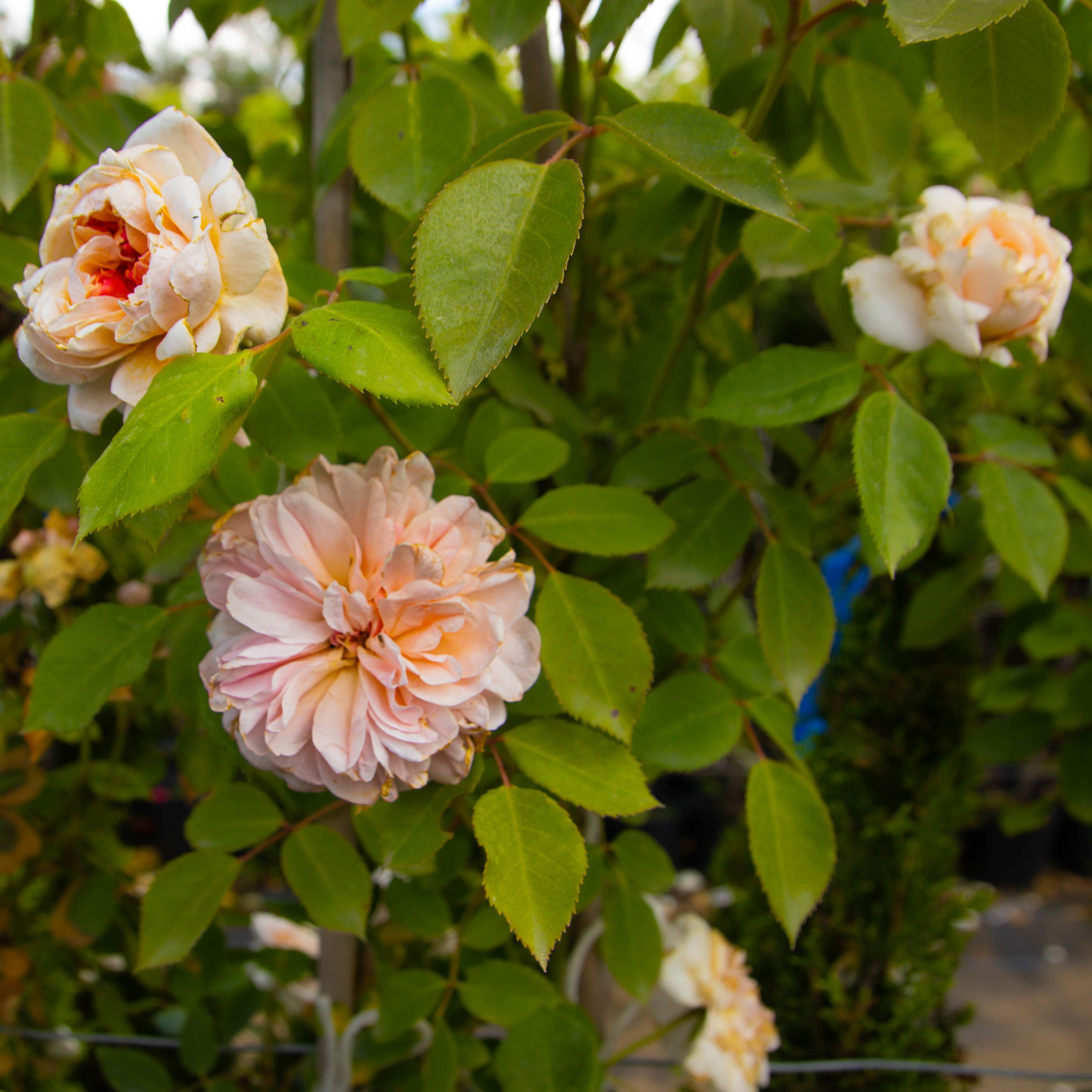 Large 6-7ft Climbing Rose Sabrina