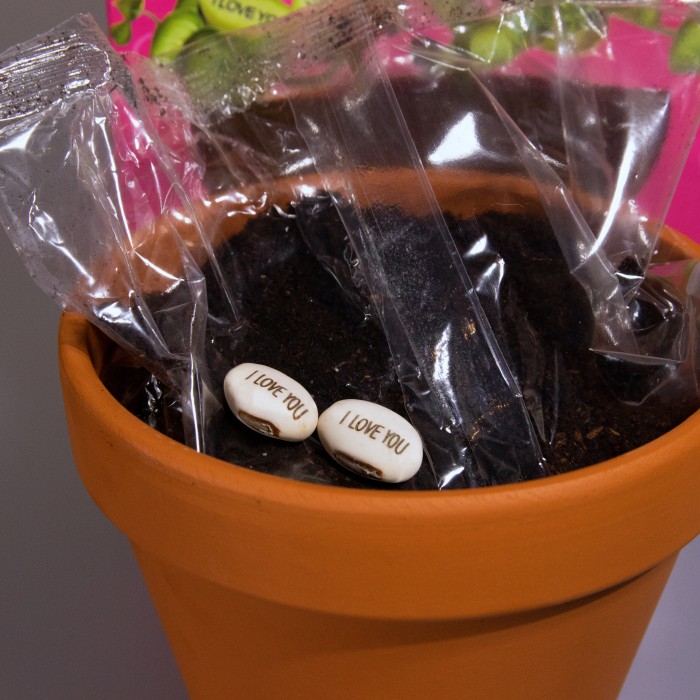 SPECIAL DEAL - Grow Your Own Magic Message Bean - Perfect Gift!