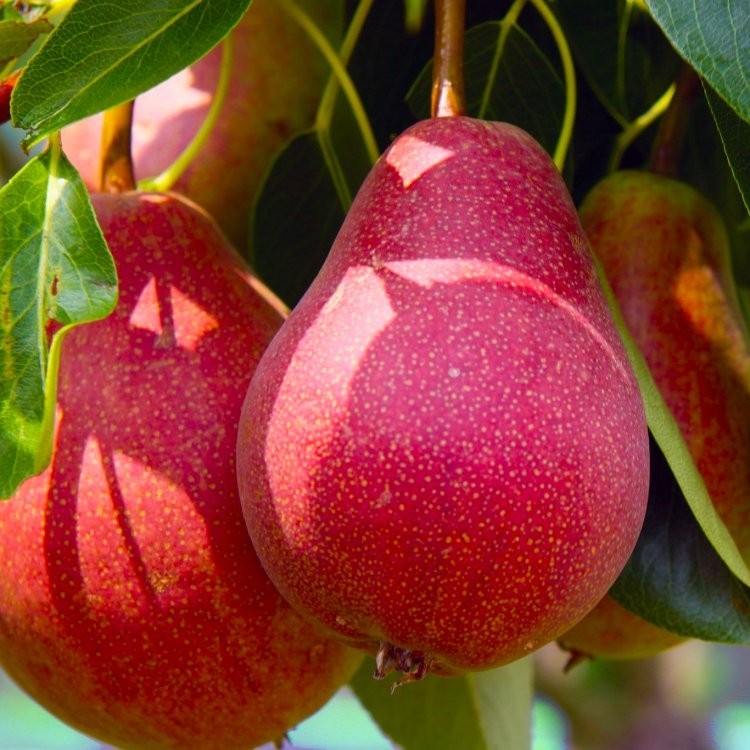 Premium Speciality Chefs Selection for the Fruit Connoisseur - Fruit ...