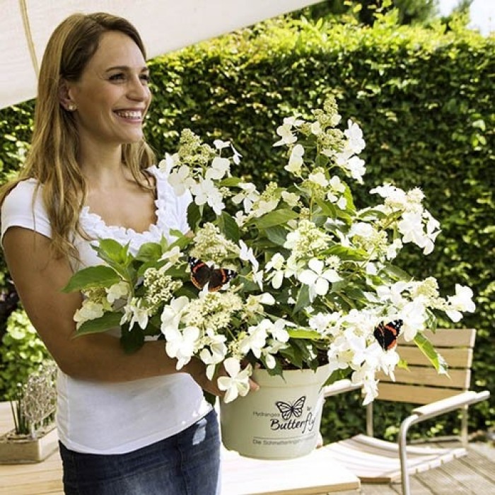 Hydrangea paniculata 'Butterfly'