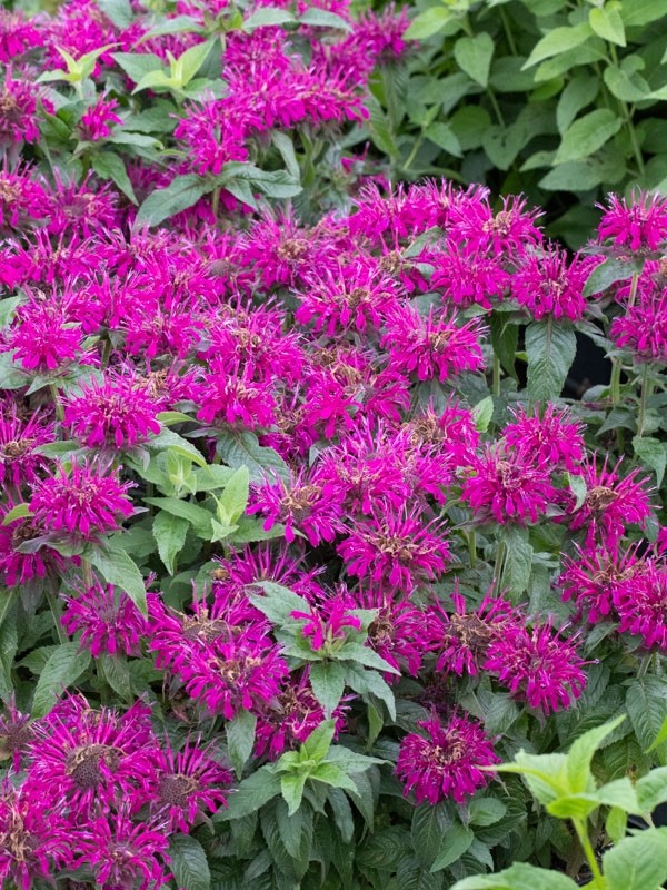 Monarda didyma Balmy Purple - Bee Balm