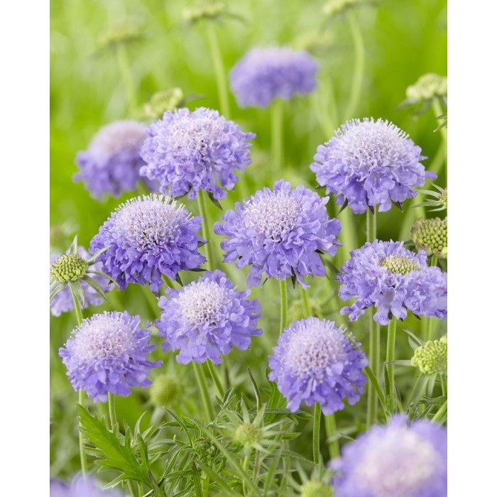 Scabiosa columbaria Mariposa Blue - Butterfly Blue Pincushion Flower ...