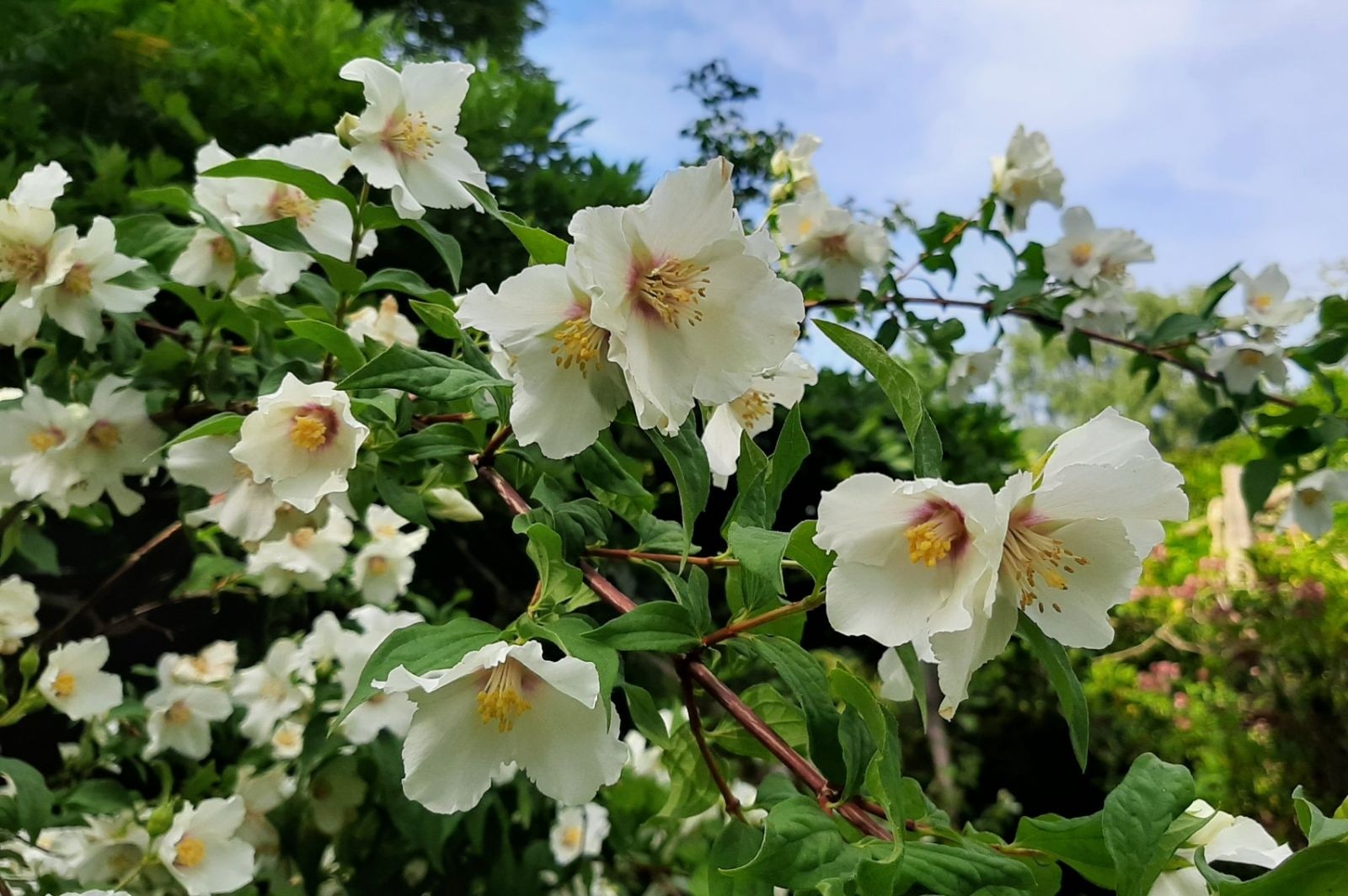 Philadelphus Sybille