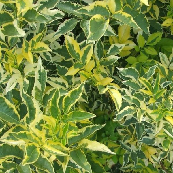 Sambucus shrubs for sale | Buy Sambucus plants online UK delivery