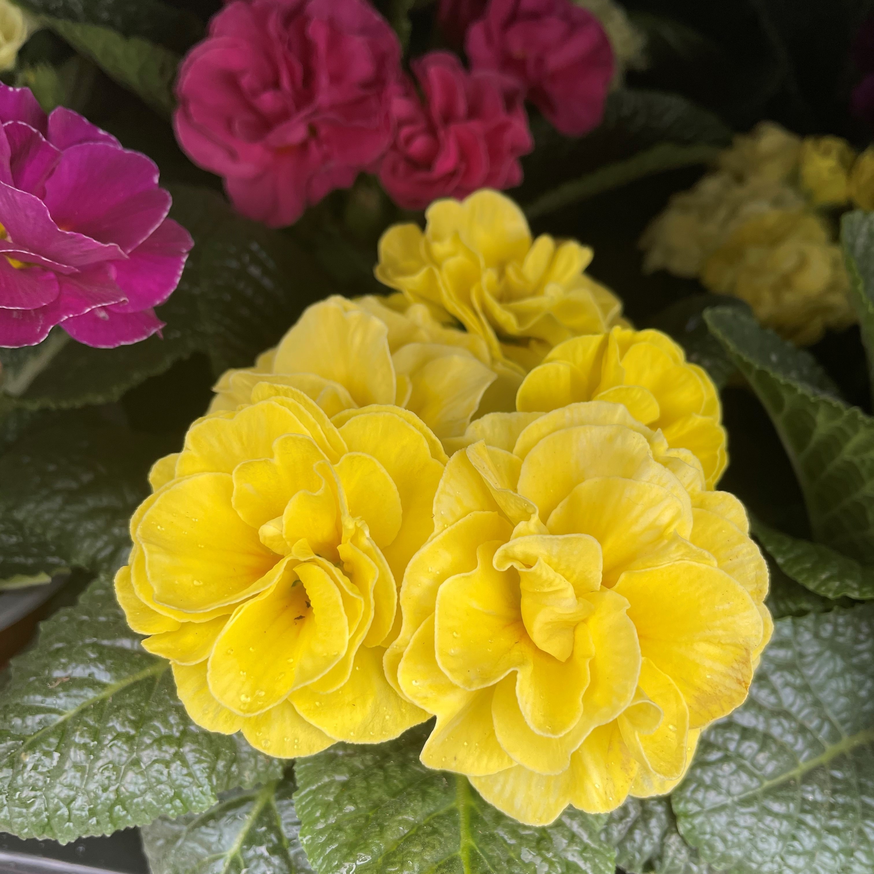 Primula acaulis Princess - Double Primroses in Assorted Colours