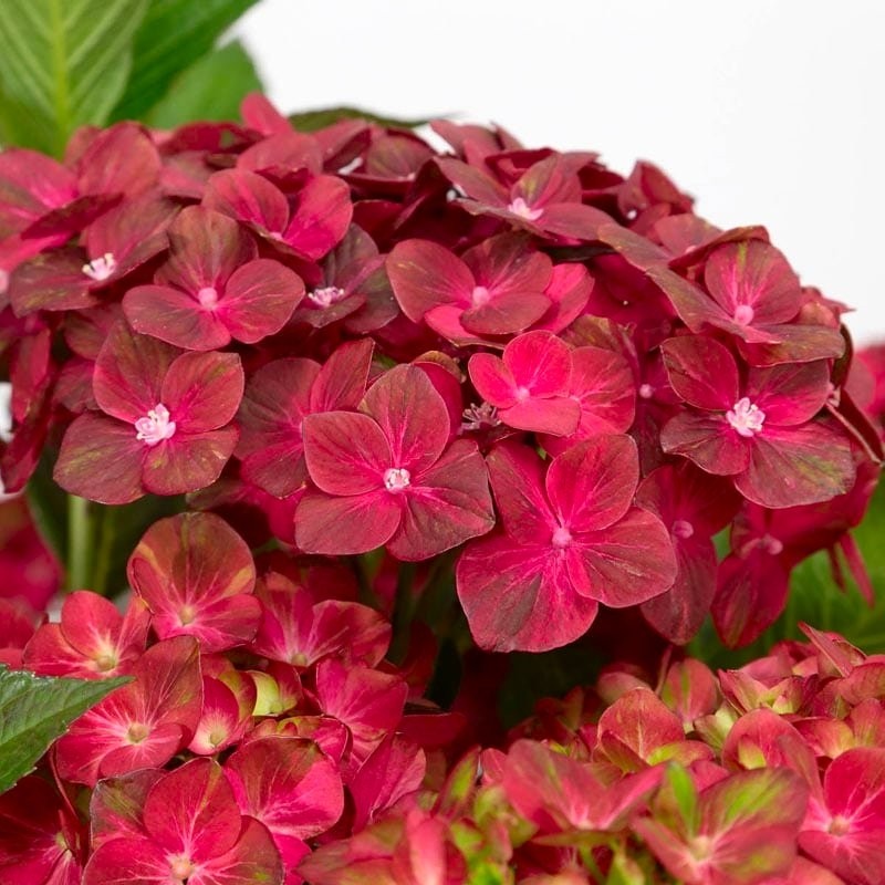 Hydrangea Dark Ruby - Large Flowered Mophead Hydrangea - XXXL Plants