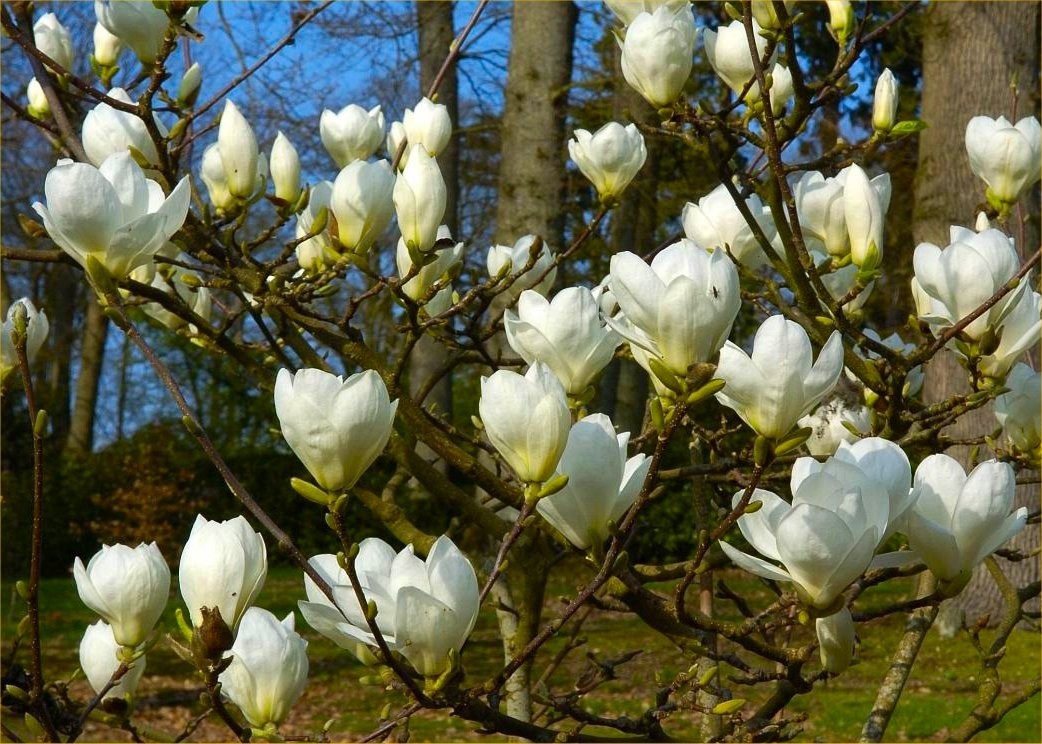 Magnolia denudata Jade Lamp - Tulip Tree