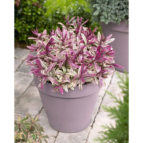 Page 2 | Hebe plants for sale | Buy Hebe shrubs UK delivery