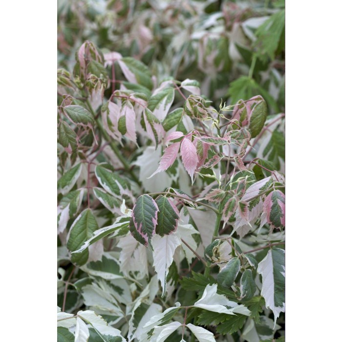 Acer negundo Flamingo - Large 150-200cms Tree