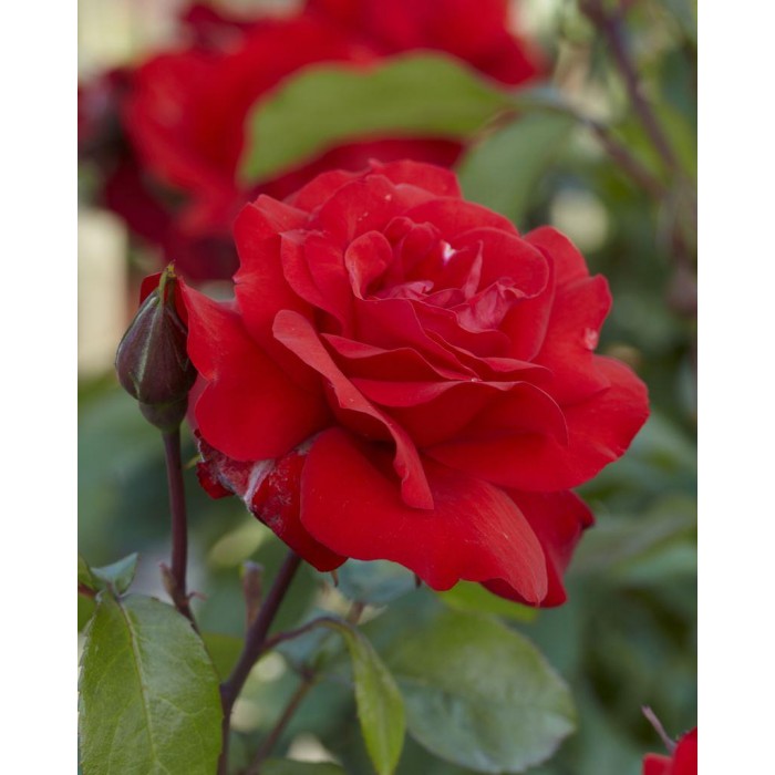 Rose Ruby Anniversary - Floribunda Rose