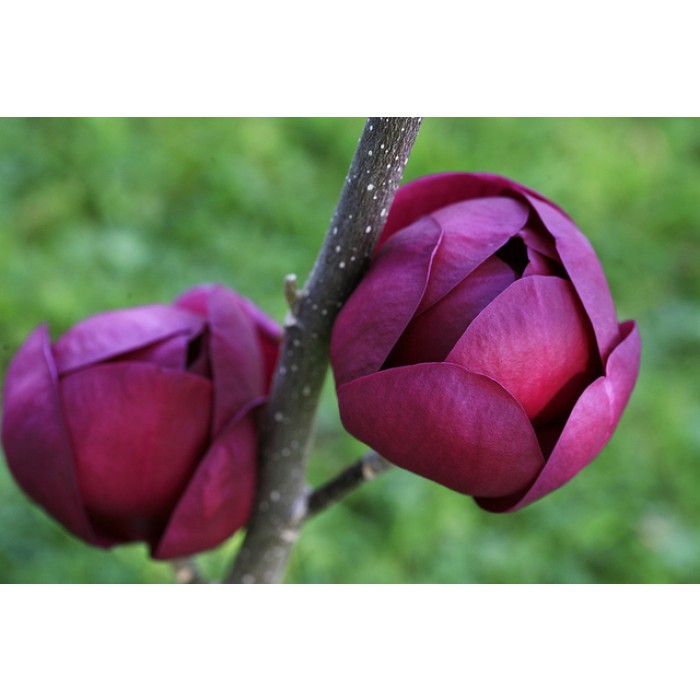Magnolia Black Tulip - RARE Deep Purple-Black Flowering Tulip Tree 120 ...