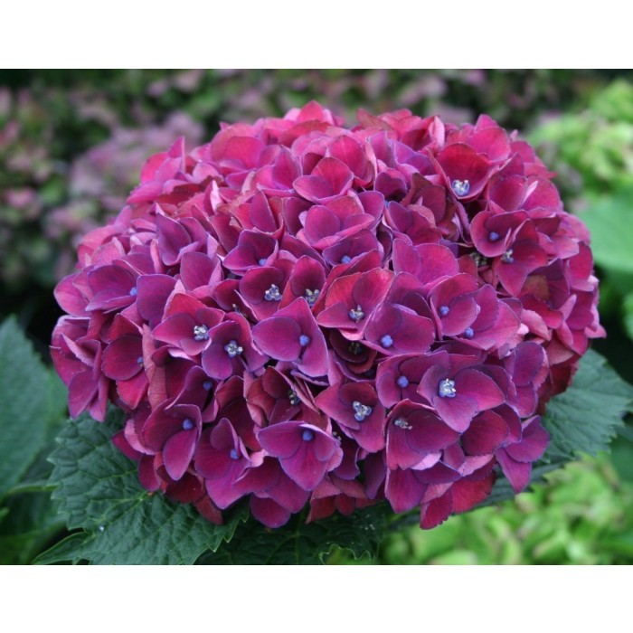 SPECIAL DEAL - Hydrangea PURPLE TRIUMPH - Giant Flowered Mauve Mophead ...