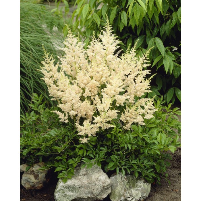 Astilbe Snowdrift