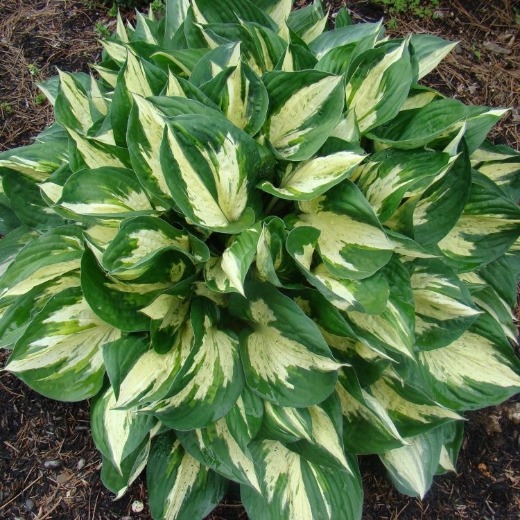 Hosta Revolution