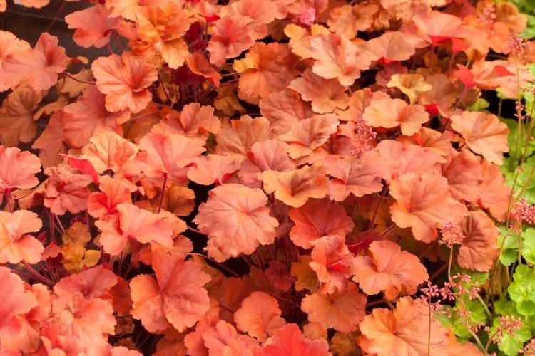 Heuchera Timeless Orange - Coral Bells