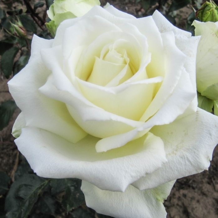 Large Standard Rose Tree 'White Swan' - circa 150cms tall
