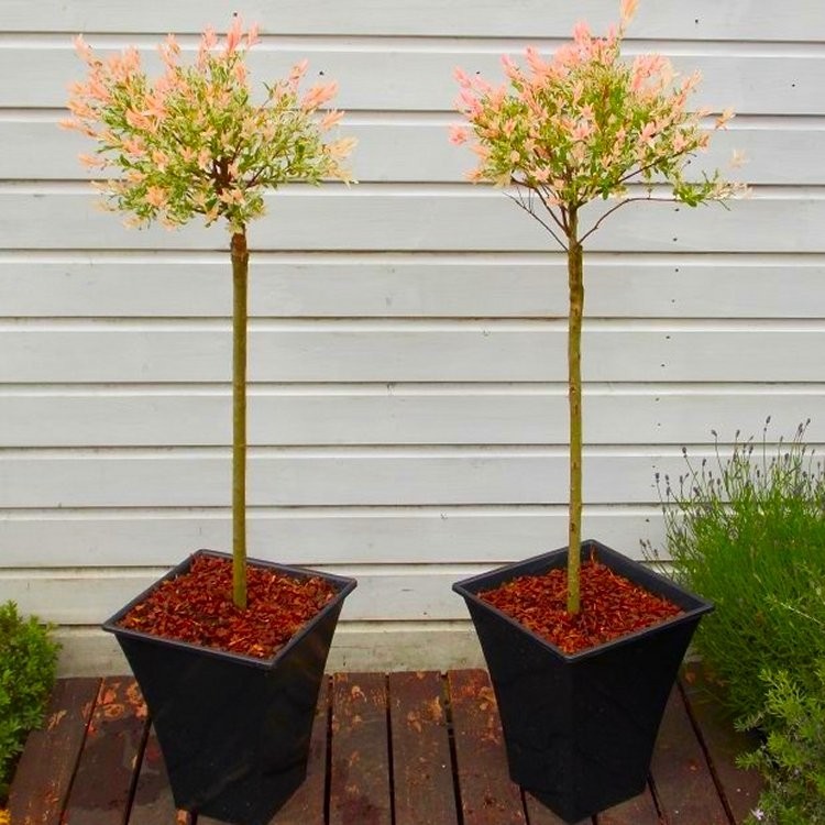 Pair of Standard Topiary Trees 'Salix Flamingo' with Large Flared ...