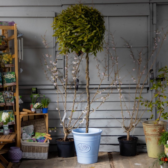 Blue Olive Planter - Extra Large (40cm)