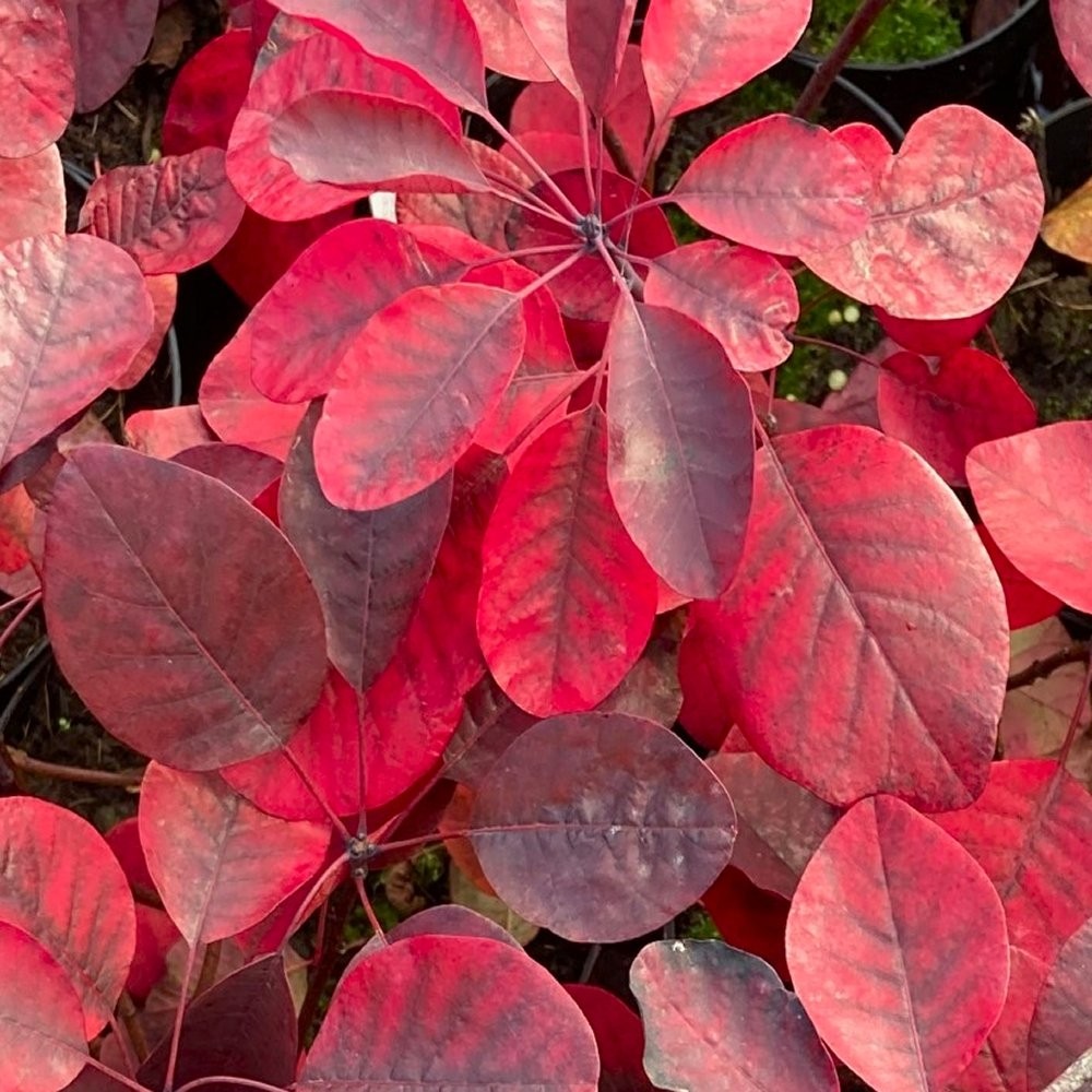 Cotinus Royal Purple - Smoke Bush - Amazing Autumn Colour Shrub