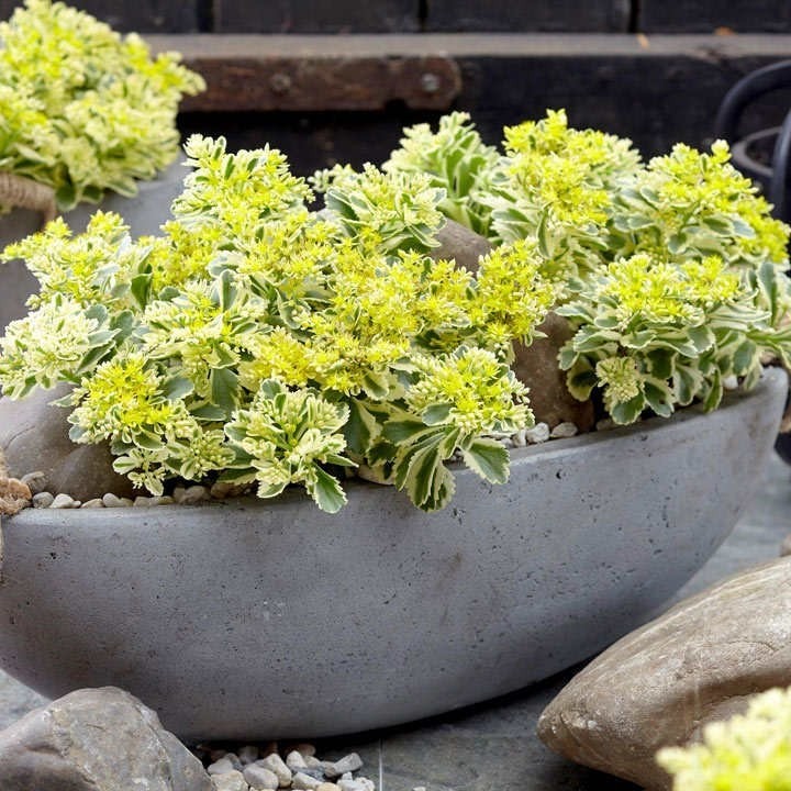 Sedum takesimense 'Atlantis'