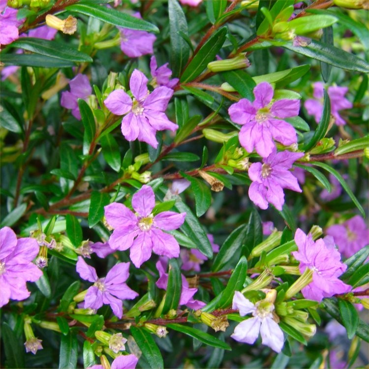 Mexican Heather - Cuphea hyssopifolia - Dwarf Evergreen Flowering Shrub