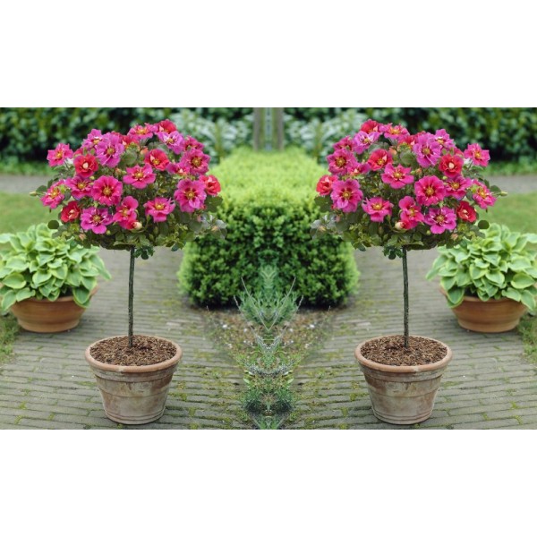 Rose Trees - Patio Standard Rose Trees - Gardening Express