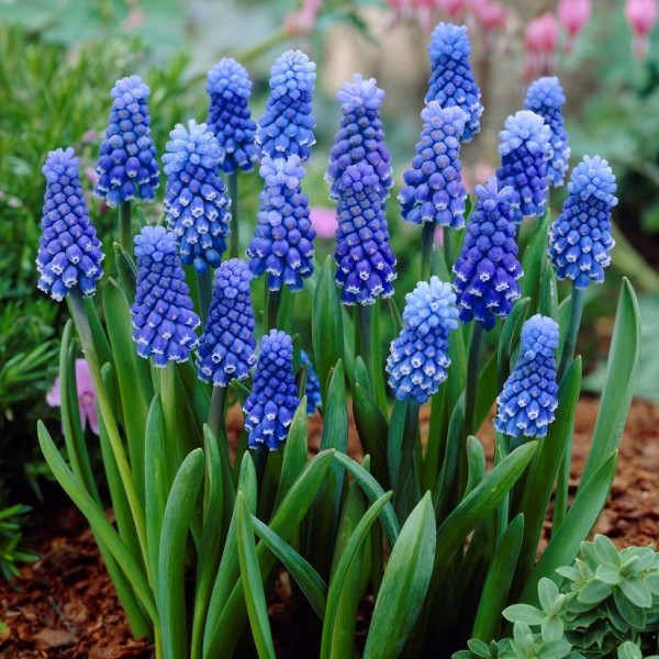 Muscari Atlantic