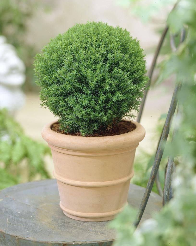 Thuja occidentalis 'Teddy' - Dwarf Slow Growing Conifer