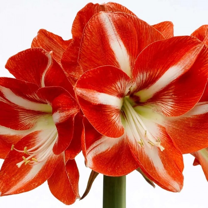 Giant Flowered Amaryllis Hippeastrum Multi-flowering STARGAZER RED & WHITE
