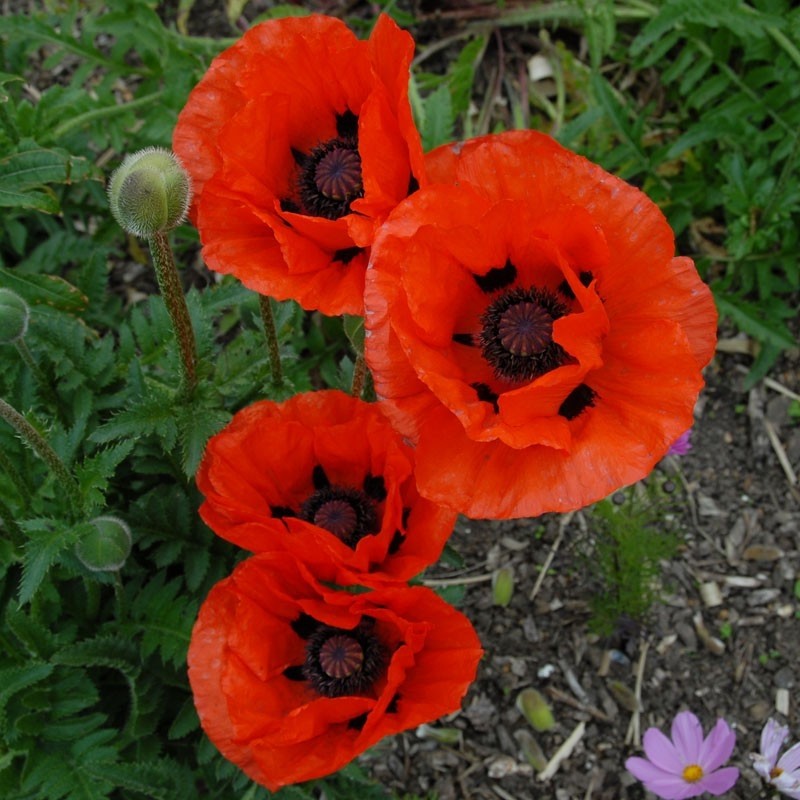 Papaver orientale 'Allegro' - Brilliant Orange-Red Oriental Poppy