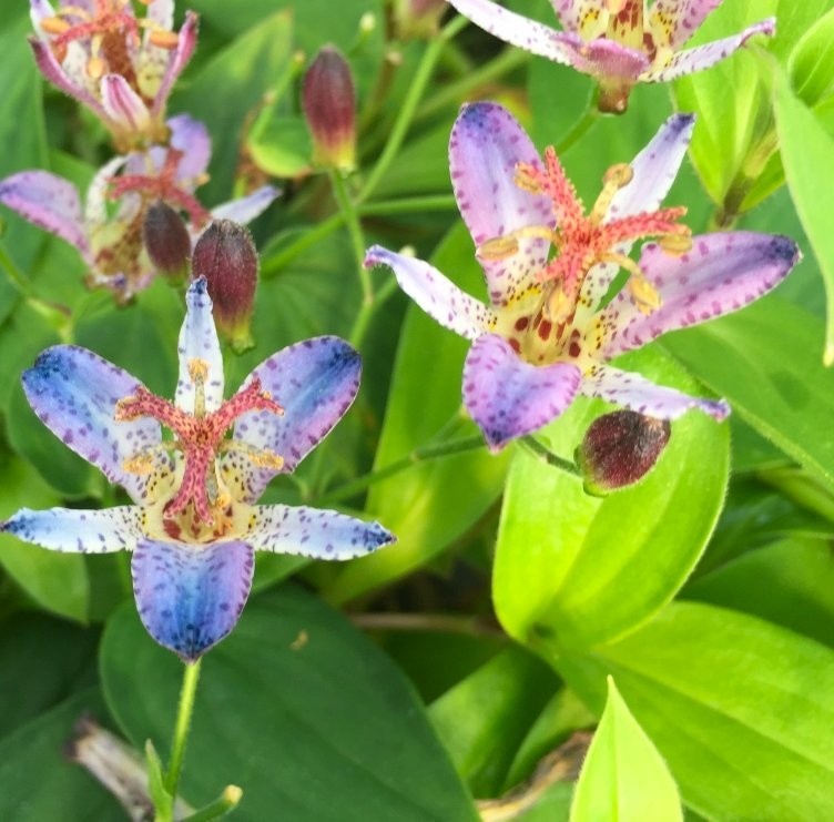 Tricyrtis formosana - Japanese Toad Lily