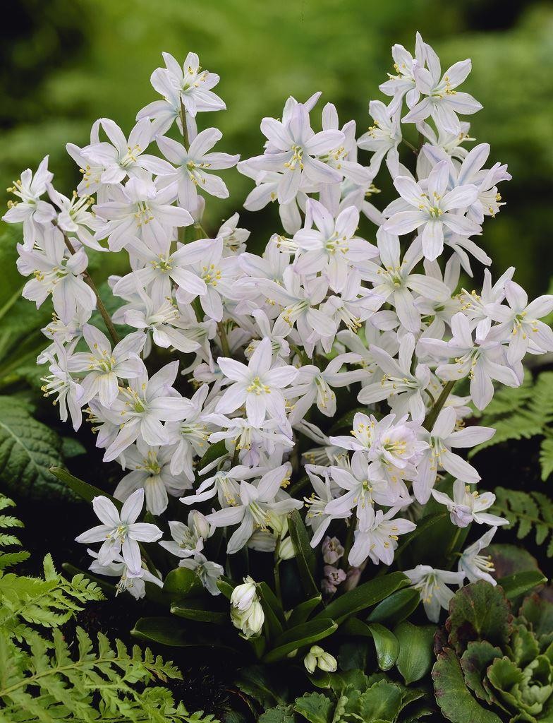 Scilla mischtschenkoana - Squill Bulbs - Pack of 10