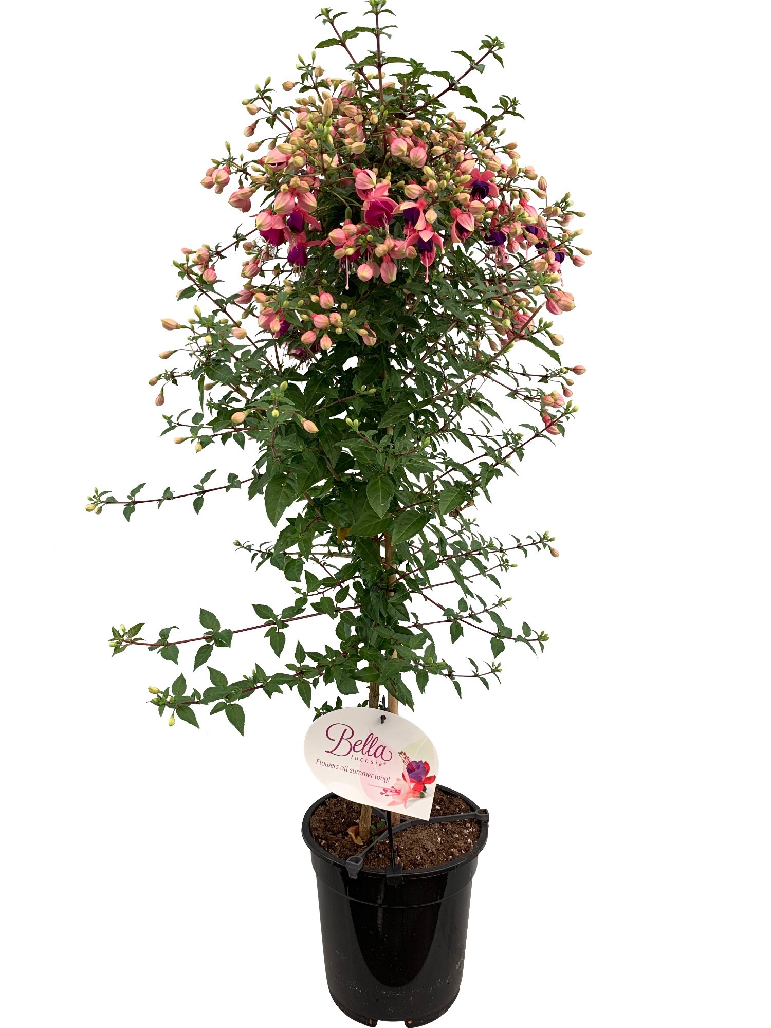 Patio Fuchsia Tree 'Lucky Dip' - End of Season Clearance