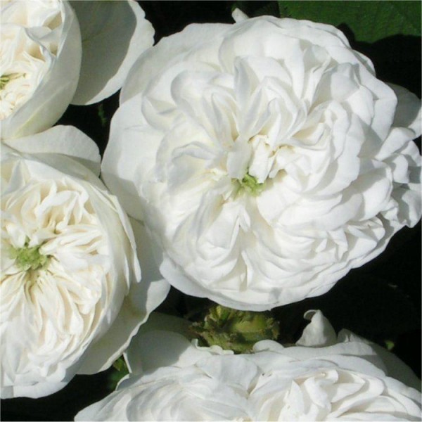 Gardening Express - Roses - Bush and Shrub Roses