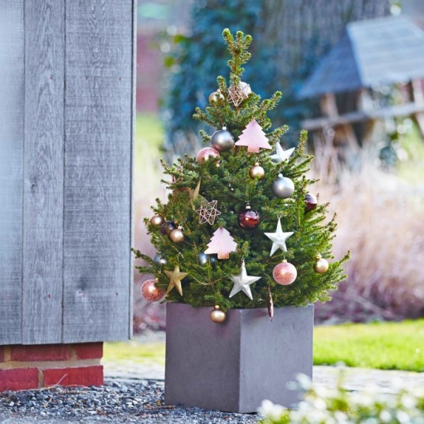 Potted Christmas Trees UK | Buy Live Christmas trees