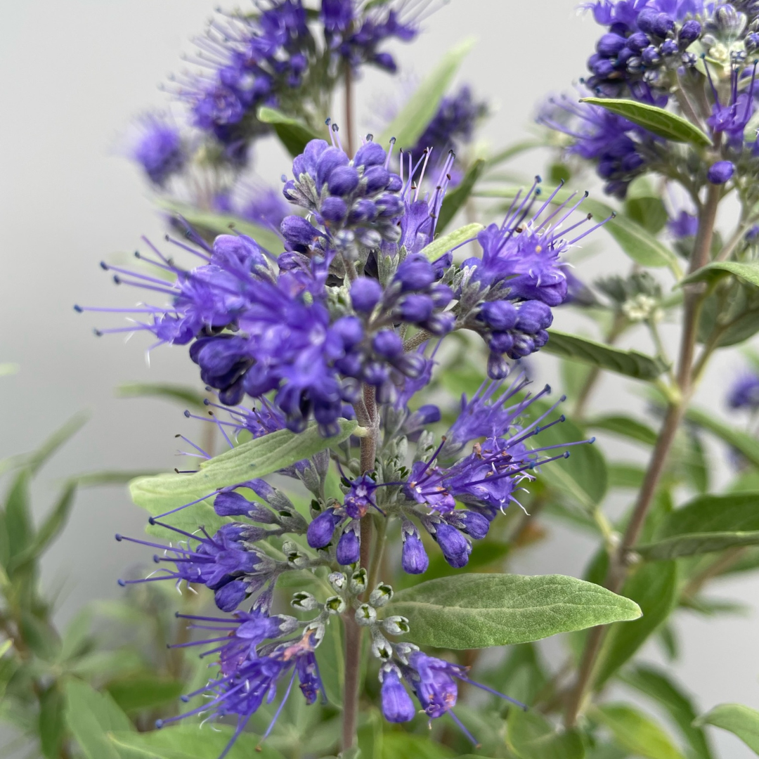 Caryopteris x clandonensis Thetis