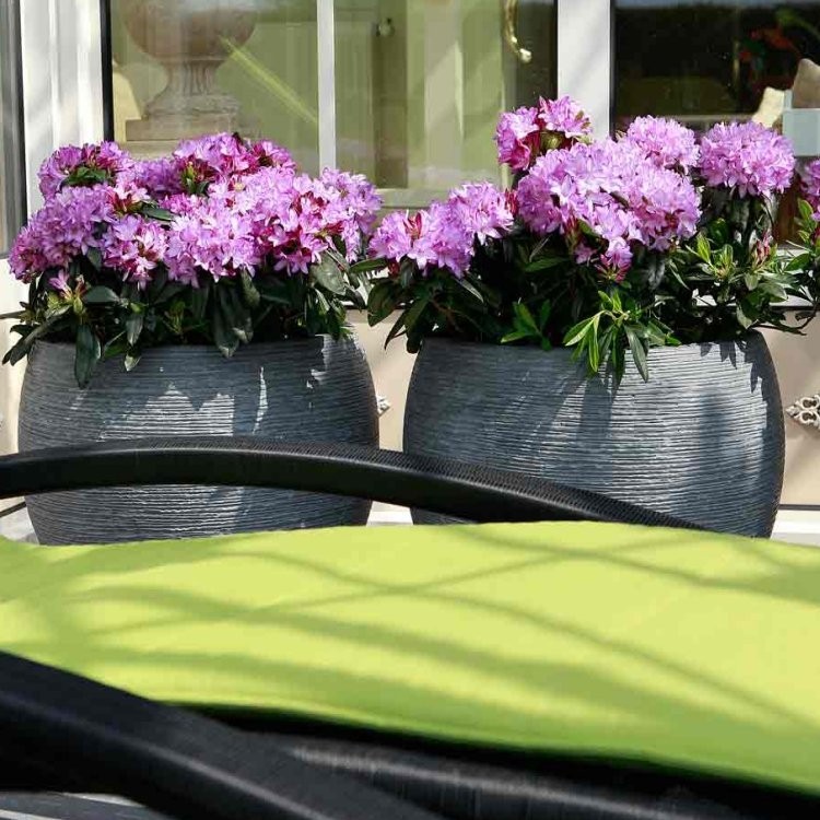 Rhododendron Fragrance - Amazingly Perfumed Evergreen