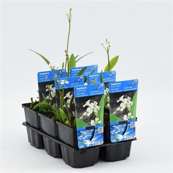 Sagittaria graminea - Grassy Arrowhead