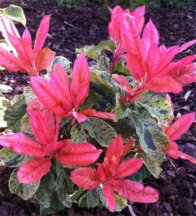 WINTER SALE - Hardy Evergreen Photinia serratifolia PINK CRISPY 90 ...
