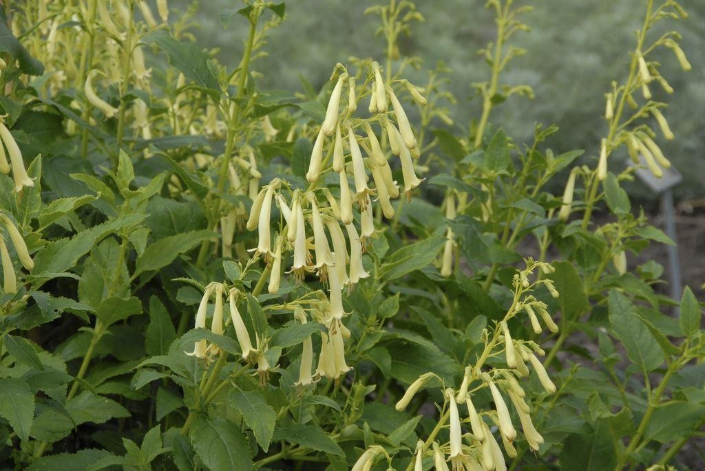Phygelius Moonraker - Yellow Flowering Cape Fuchsia