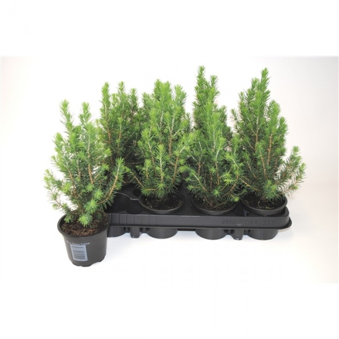 Pack of THREE Mini Christmas Trees - Picea - Ideal for Table Decoration