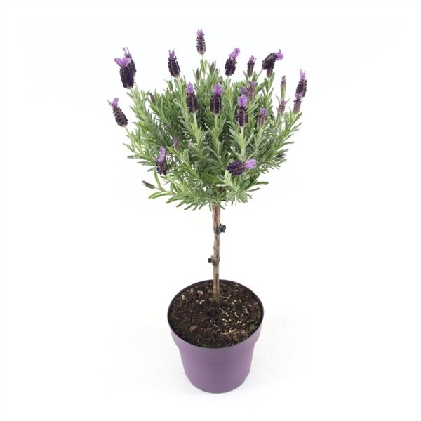 Pair of Beautiful French Lavender Trees