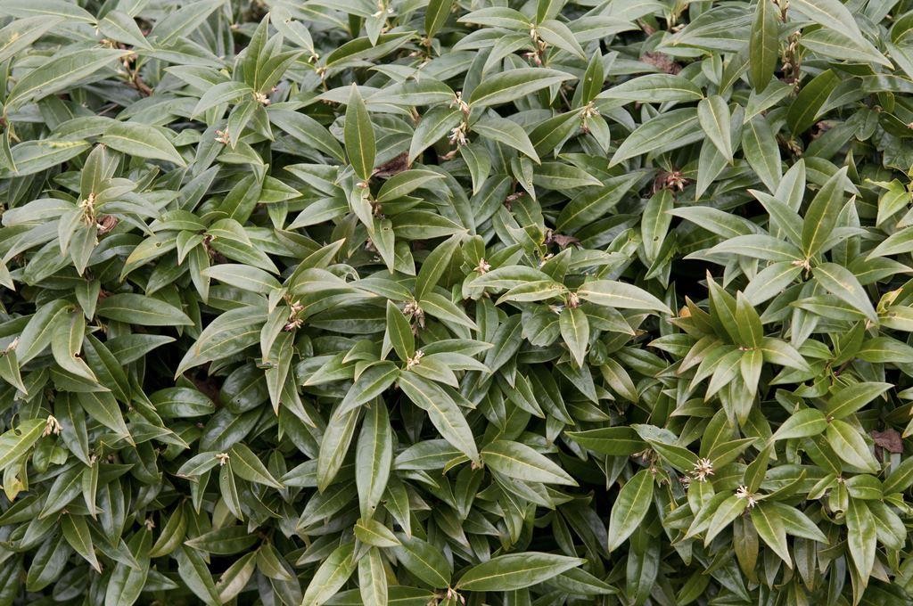Sarcococca hookeriana humilis - Fragrant Sweet Box