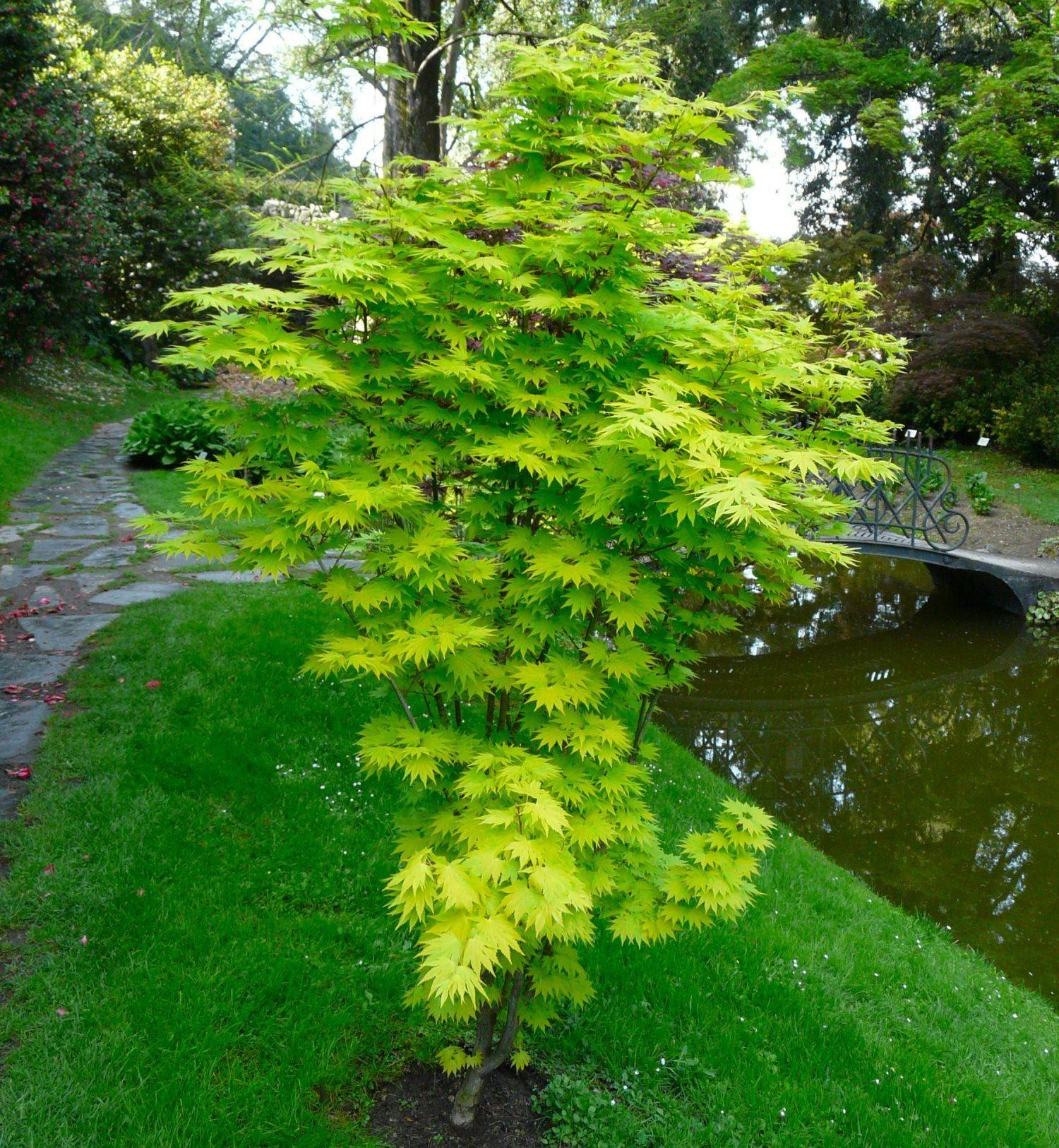 Acer shirasawanum Jordan - LARGE