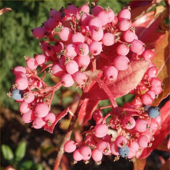 Viburnum nudum Pink Beauty - LARGE SPECIMEN
